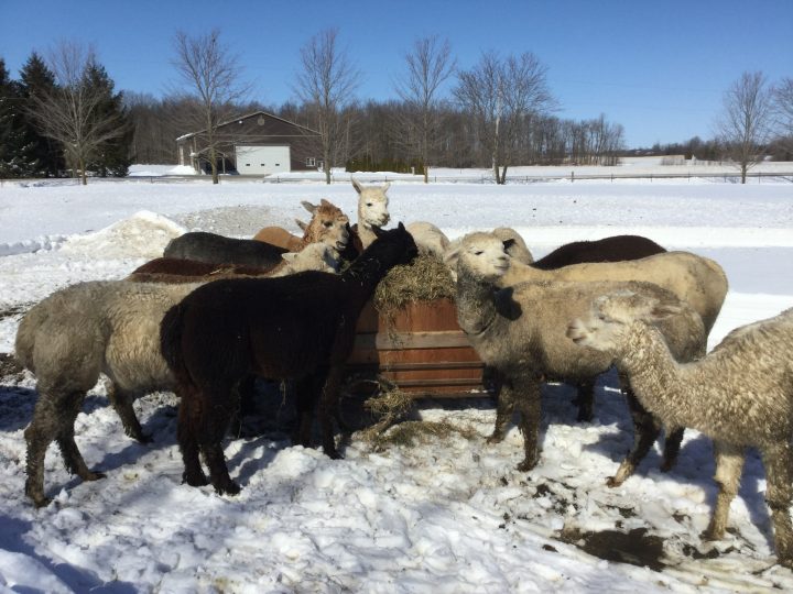 Book An Alpaca Tour - Pootcorners Alpacas